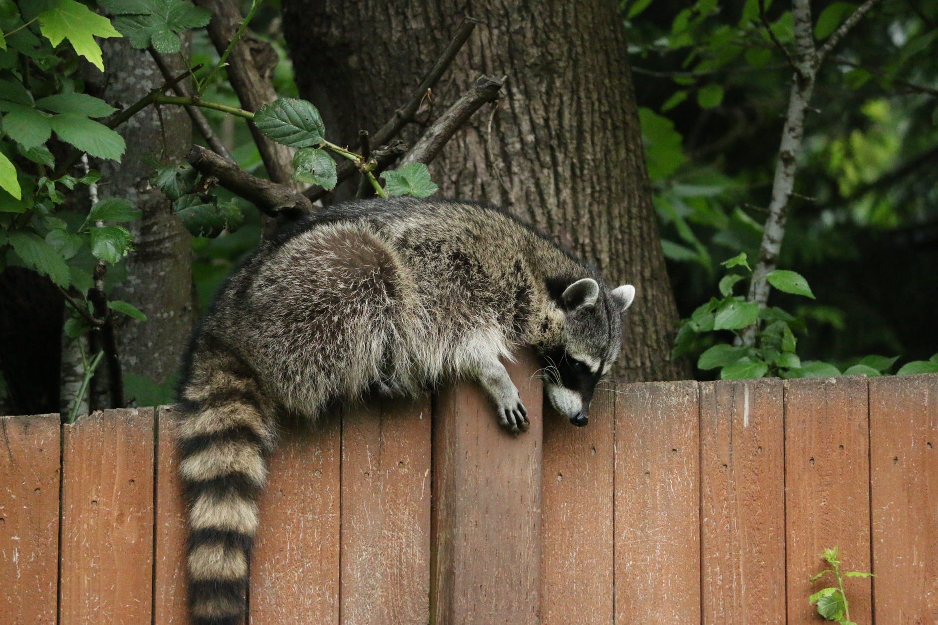 Racoon attack prompts officials to issue rabies alert for IRC - Vero News