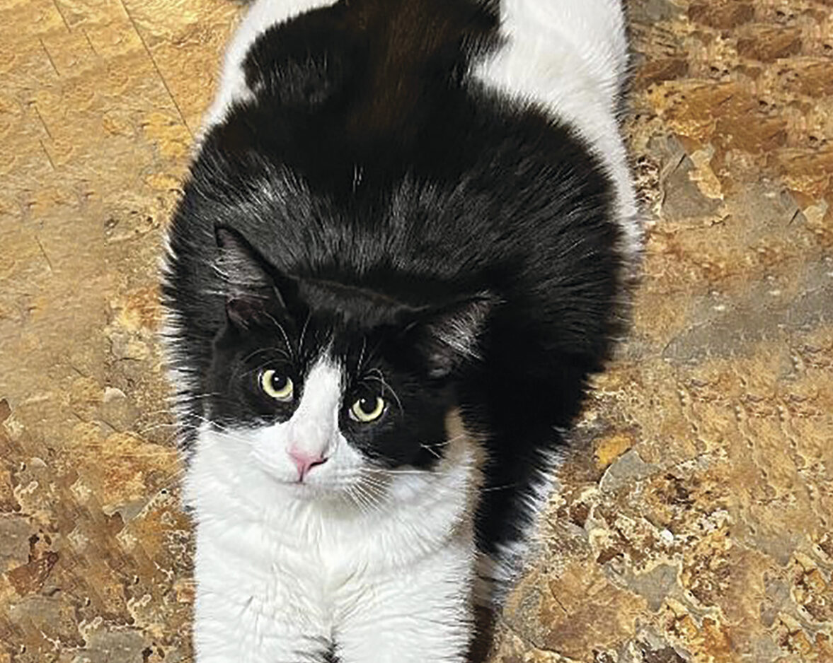 Bonz has laugh attacks with Max, a funny feline - Vero News