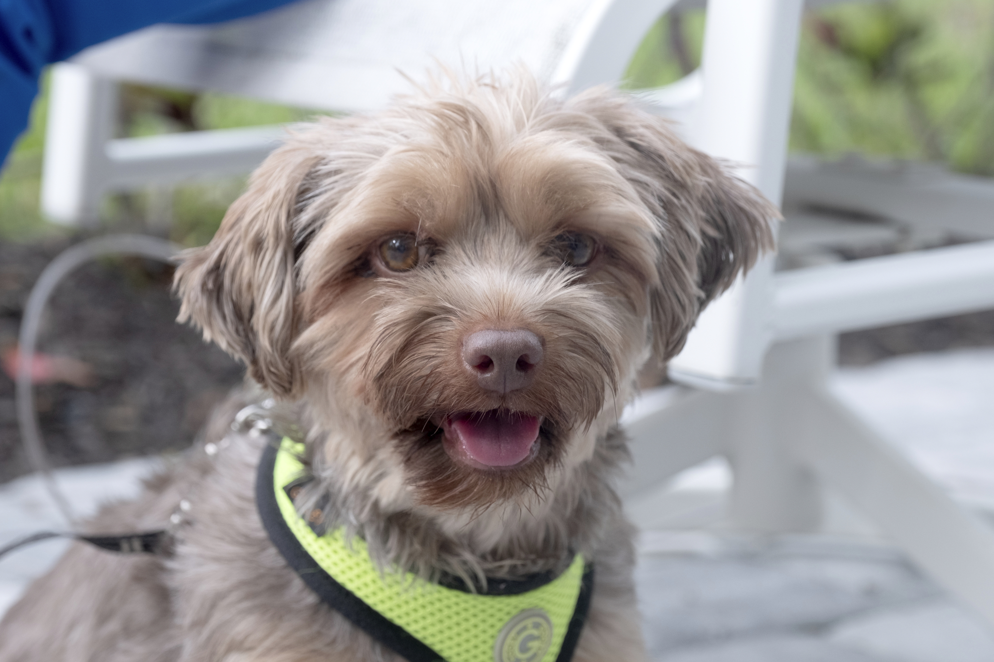 This bundle of ‘Joy’ is a super-friendly young Yorkie - Vero News