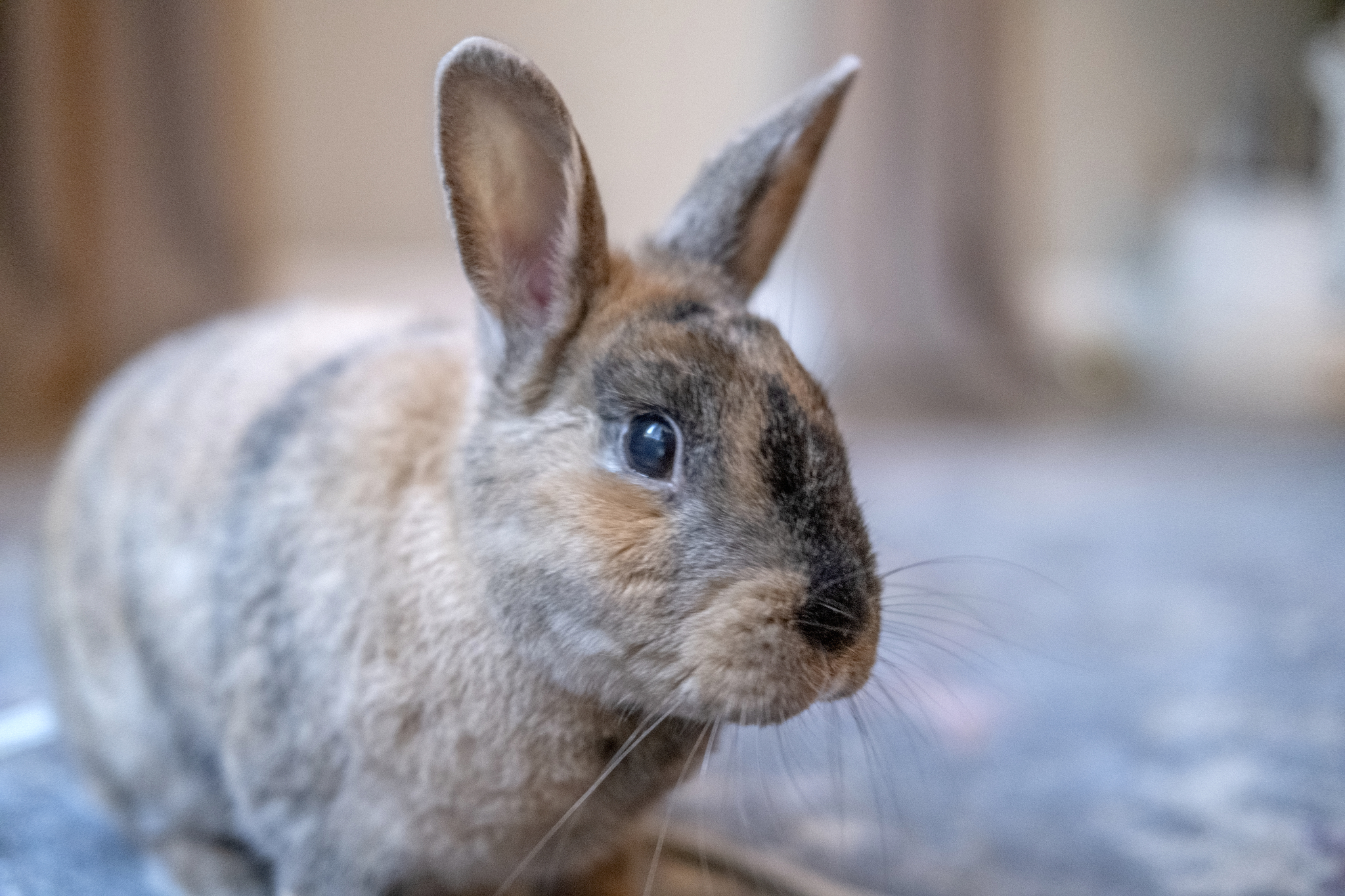 Bonz meets a real honey bunny, who’s also funny! - Vero News