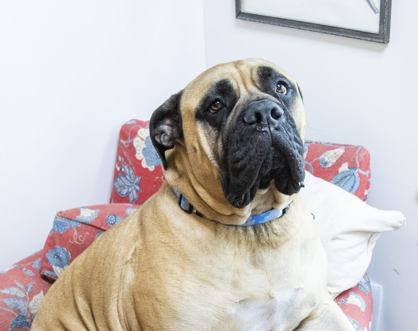 Bonz is hugely impressed with Walter the Bull Mastiff - Vero News