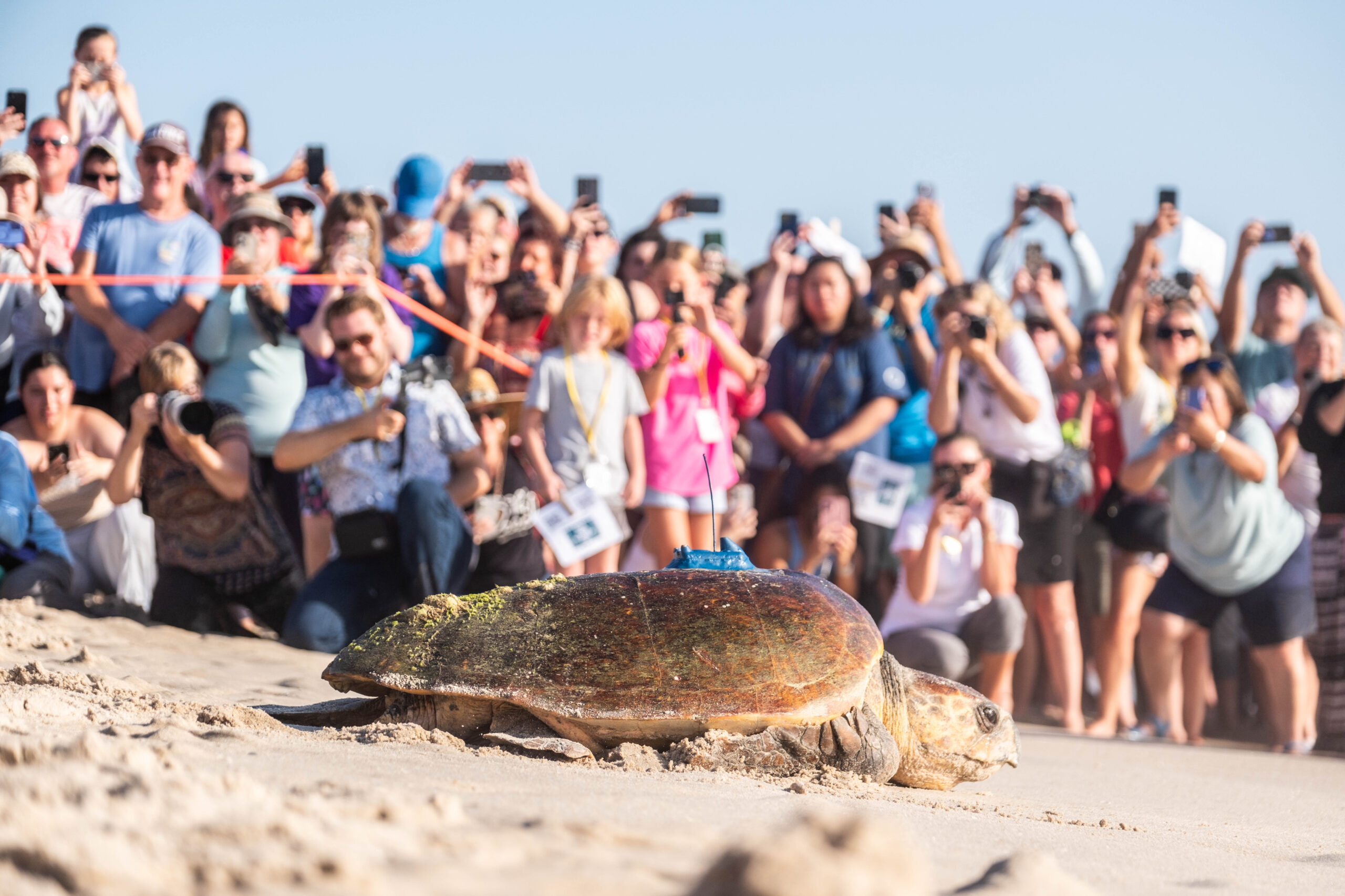 Turtle Team sounds alarm on detrimental night beach activity - Vero News