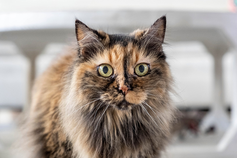 Louisa’s life’s purr-fect now, after a near cat-astrophe - Vero News