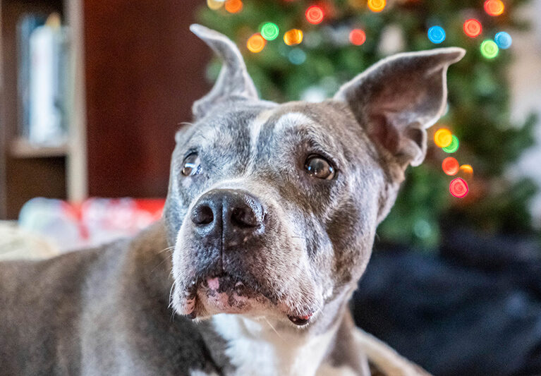 Gandolf’s story proves Christmas wishes do come true - Vero News